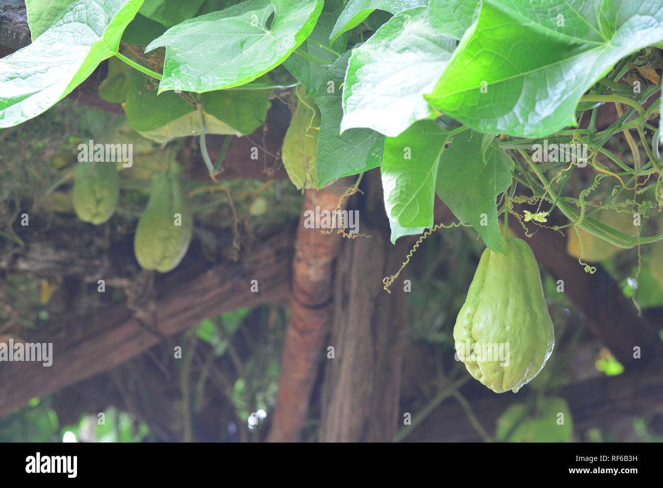 chayote, Sechium edule hanging on the tree Stock Photo - Alamy