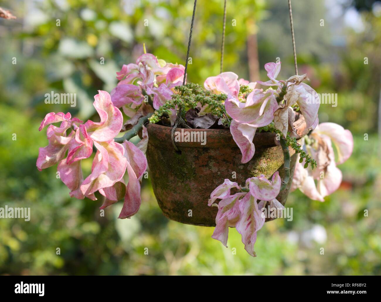 Most beautiful red flowers hi-res stock photography and images - Alamy