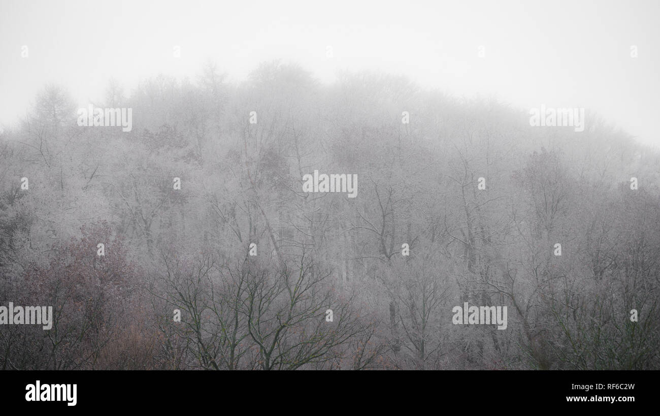 Snowy and icy tree tops Stock Photo - Alamy