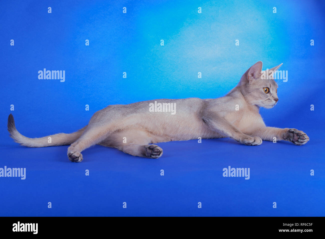 Adult abyssinian blue cat on a blue background Stock Photo - Alamy