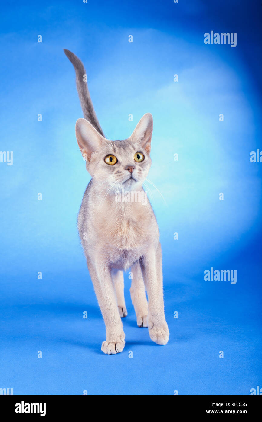 Adult abyssinian blue cat on a blue background Stock Photo - Alamy