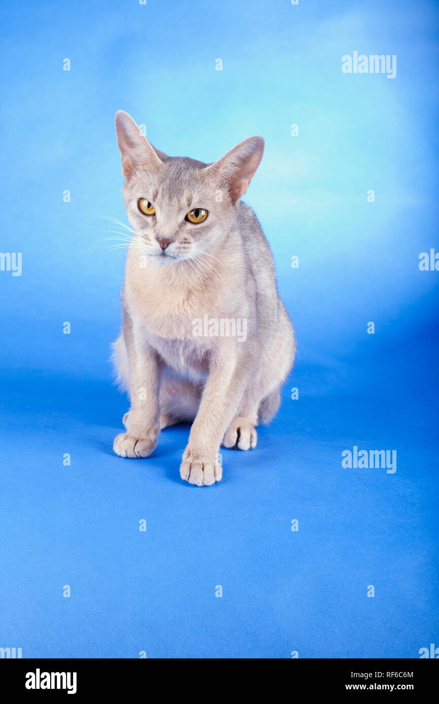 Adult abyssinian blue cat on a blue background Stock Photo - Alamy