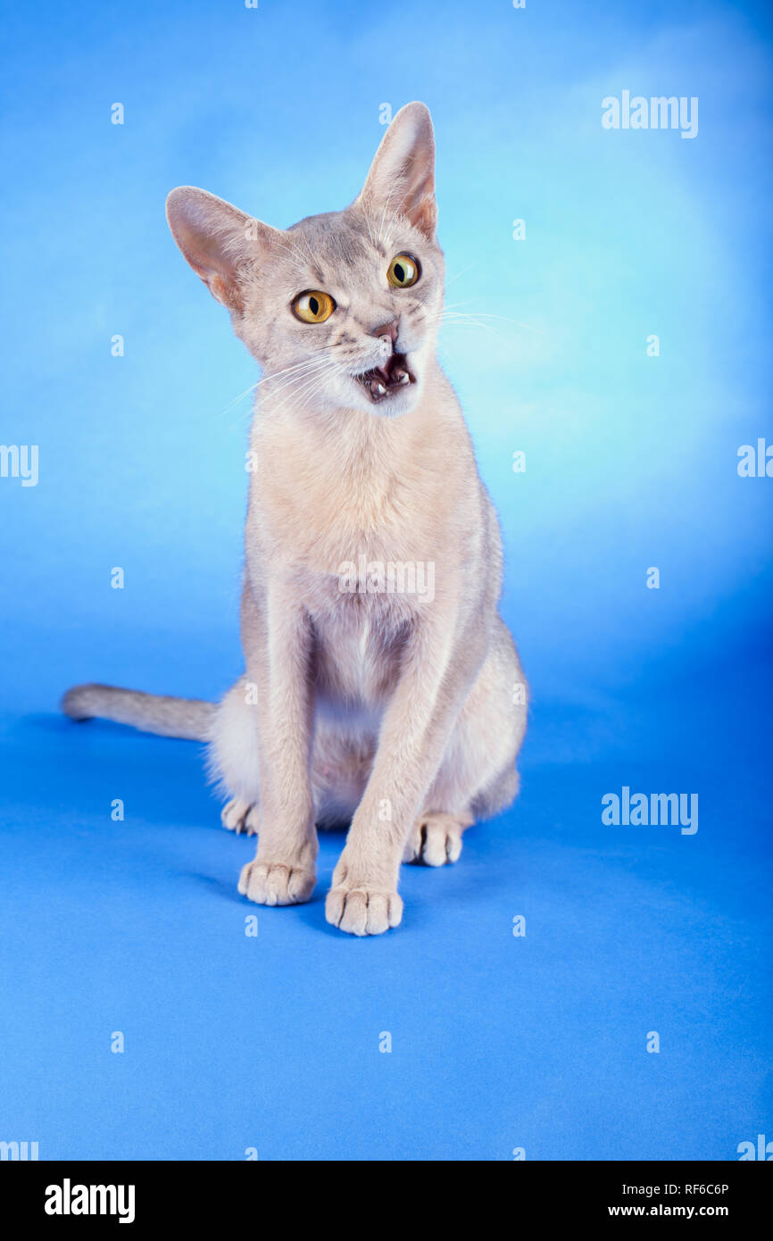 Adult abyssinian blue cat on a blue background Stock Photo - Alamy