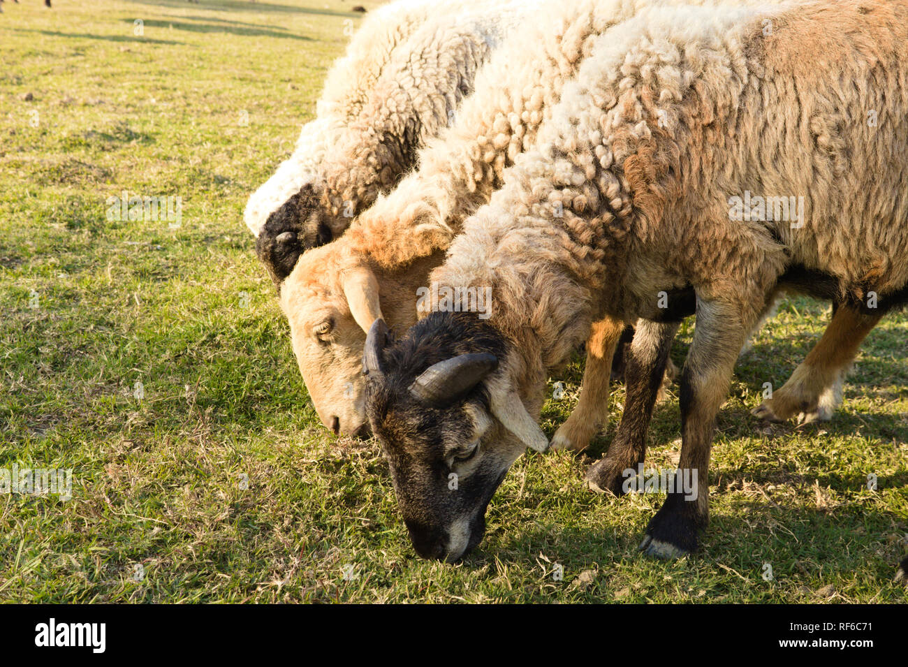 Animalphotos hi-res stock photography and images - Alamy