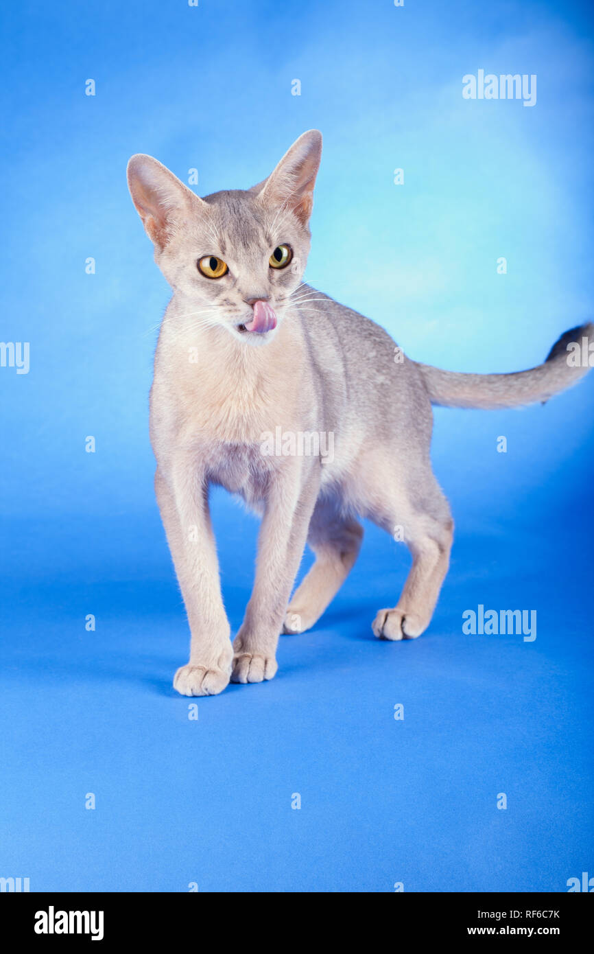 Adult abyssinian blue cat on a blue background Stock Photo - Alamy