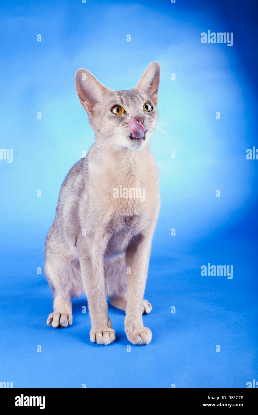 Female abyssinian cat felis catus hi-res stock photography and images ...