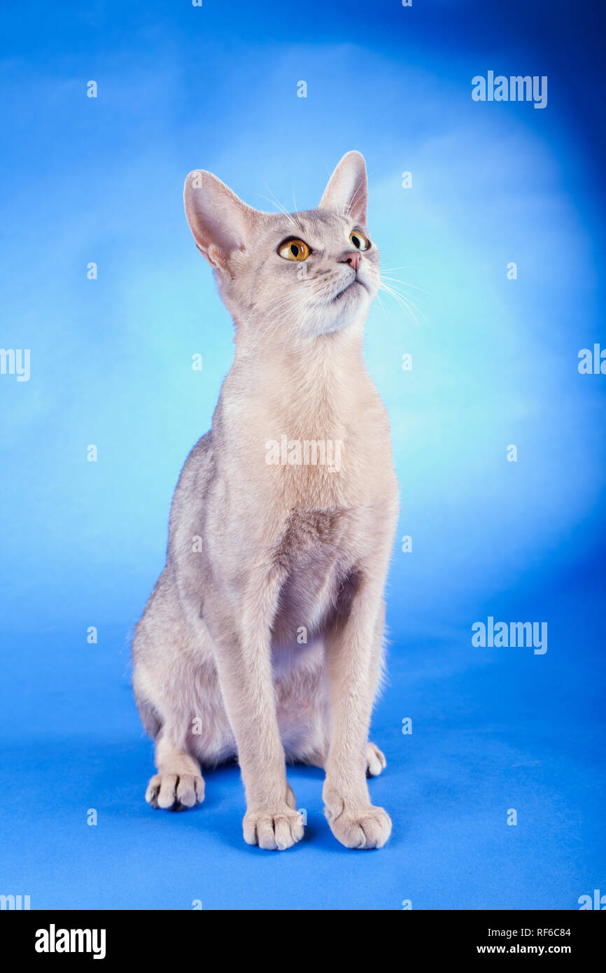 Adult abyssinian blue cat on a blue background Stock Photo - Alamy