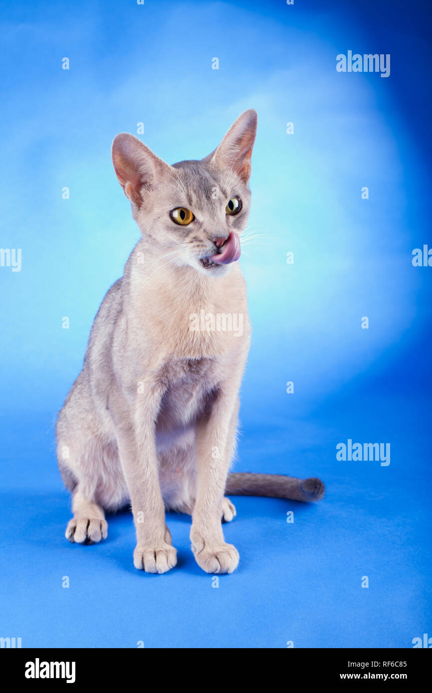 Blue Abyssinian Tabby Mix