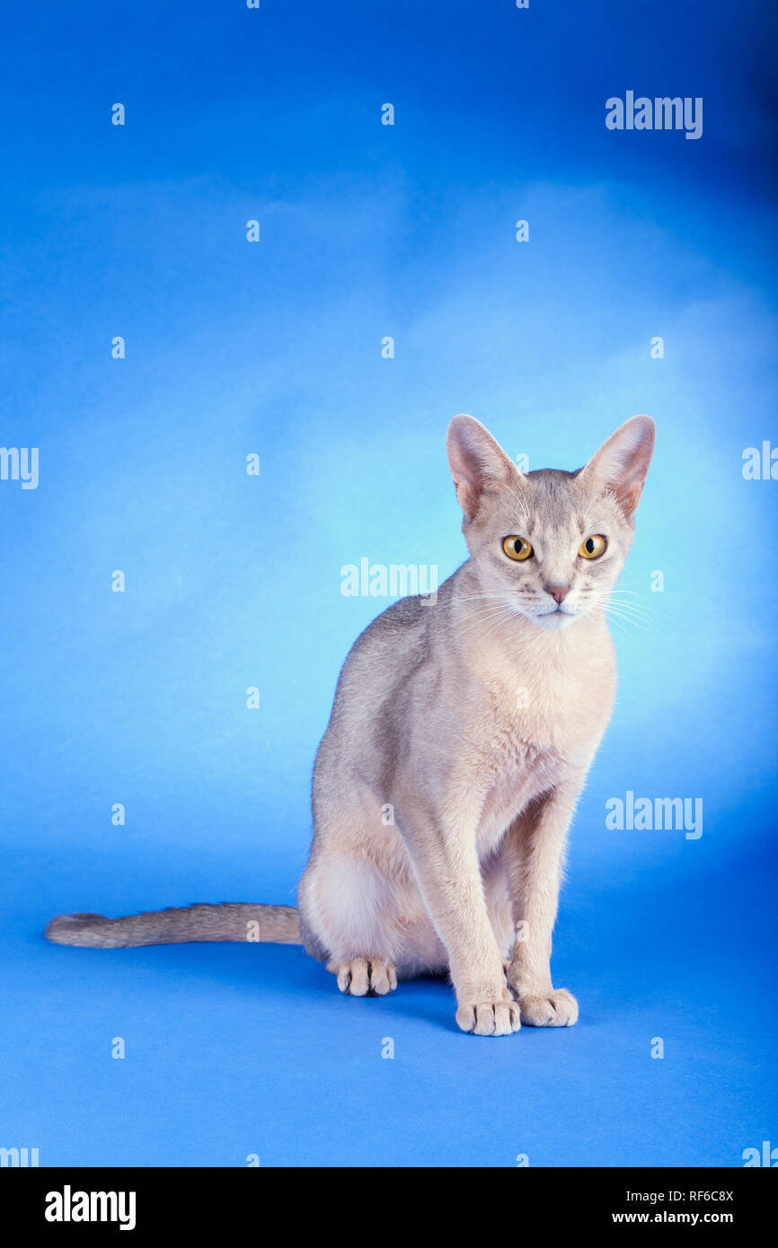 Adult abyssinian blue cat on a blue background Stock Photo - Alamy