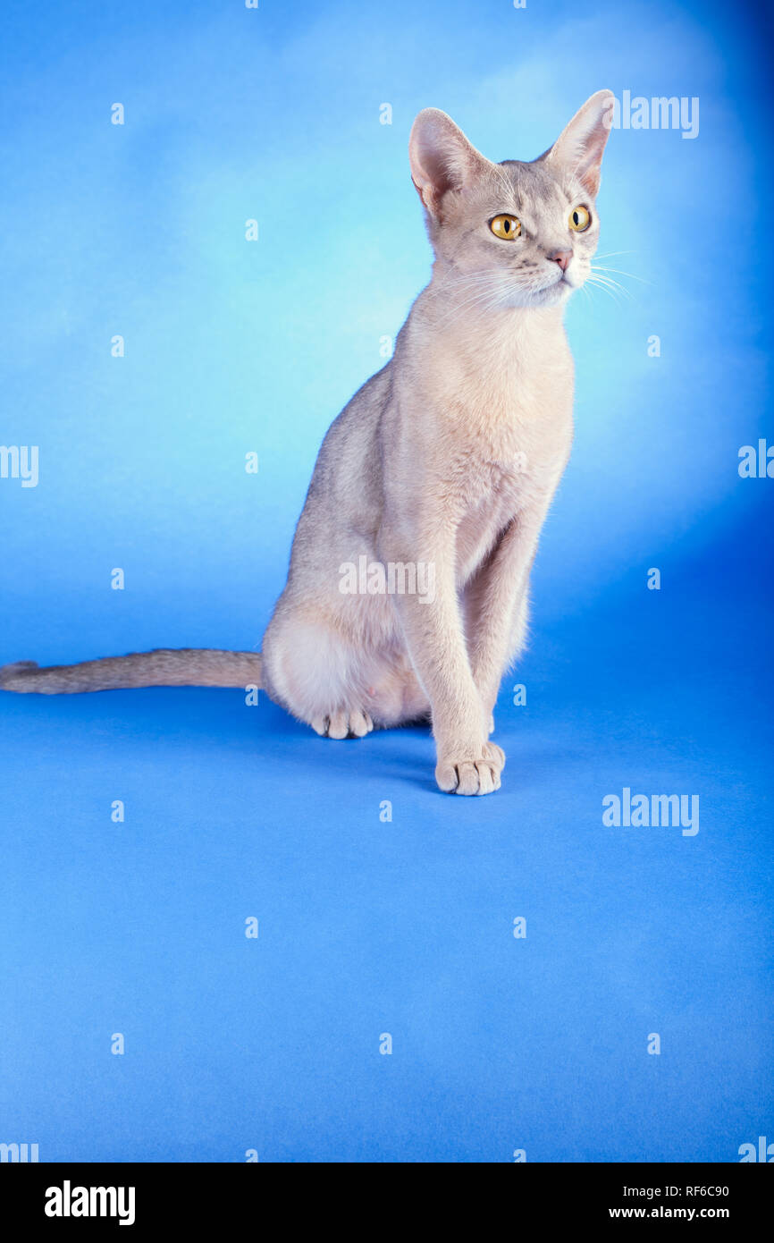 Adult abyssinian blue cat on a blue background Stock Photo - Alamy