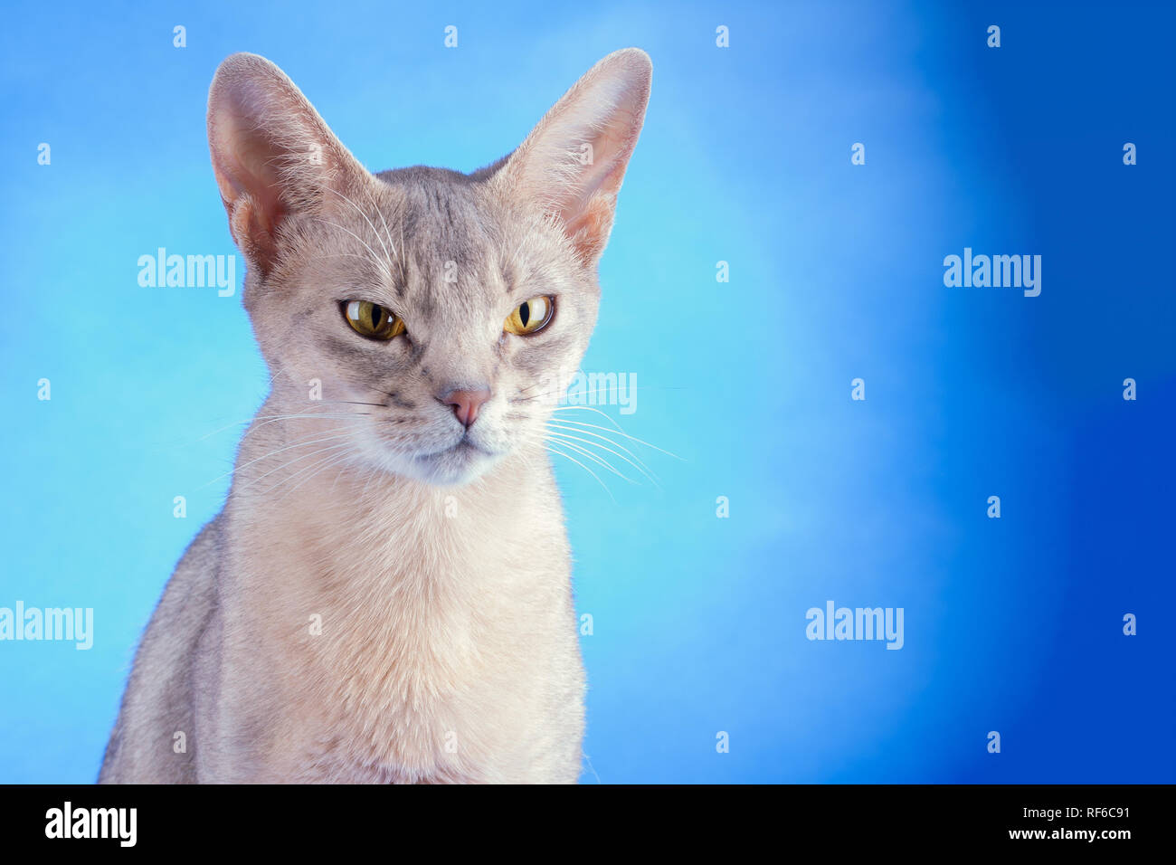 Adult abyssinian blue cat on a blue background Stock Photo - Alamy