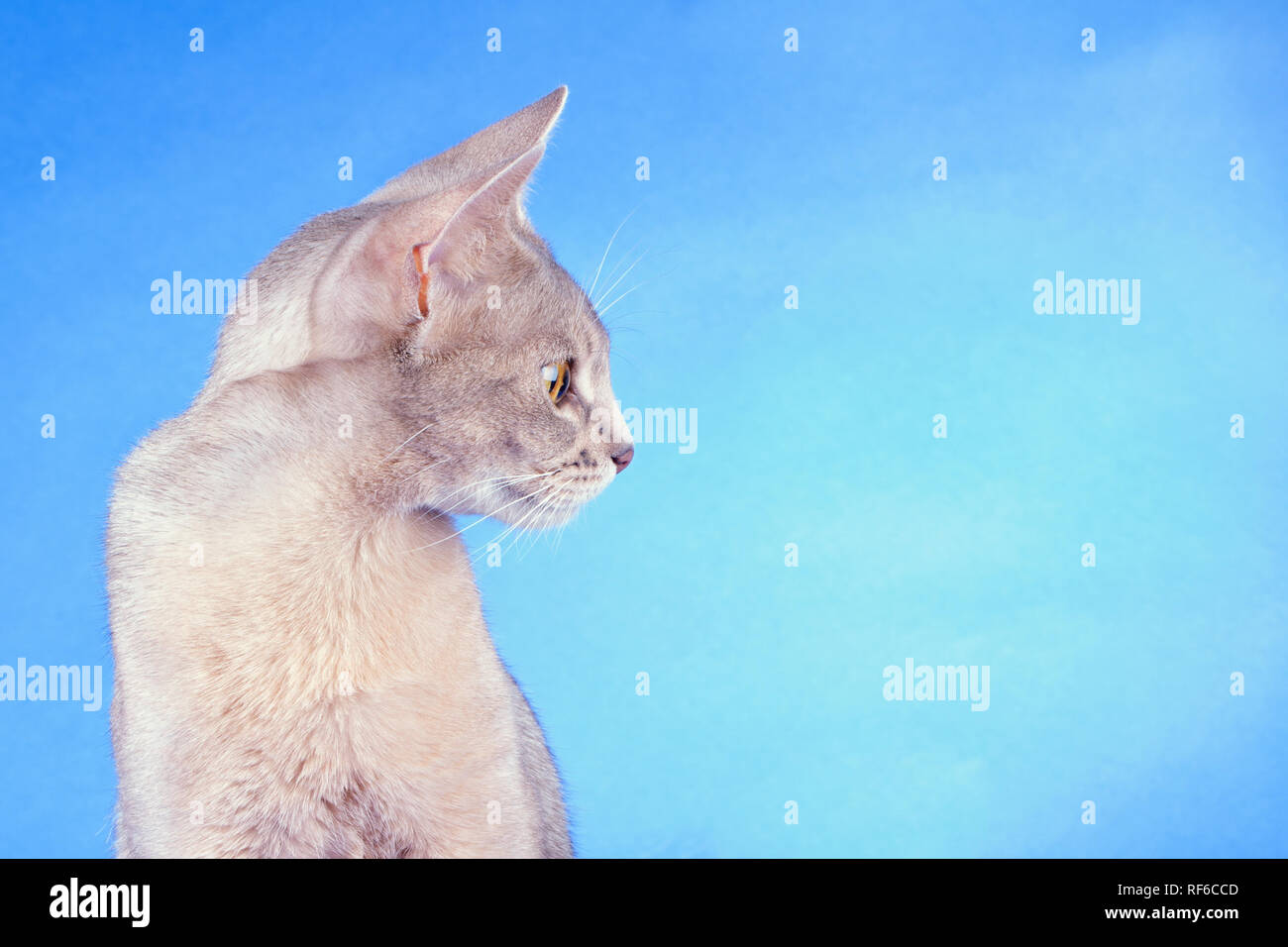 Adult abyssinian blue cat on a blue background Stock Photo - Alamy