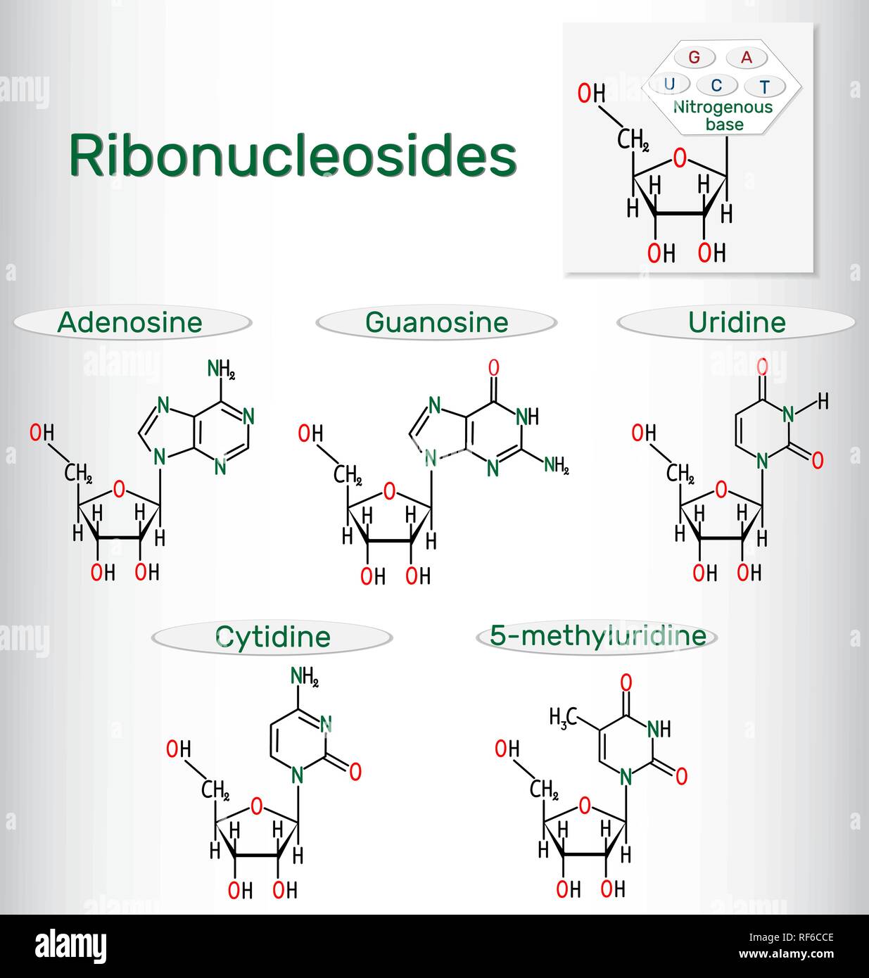 Ribonucleosides (adenosine, guanosine, cytidine, uridine, 5 ... Ribonucleosides (adenosine, guanosine, cytidine, uridine, 5 ...
