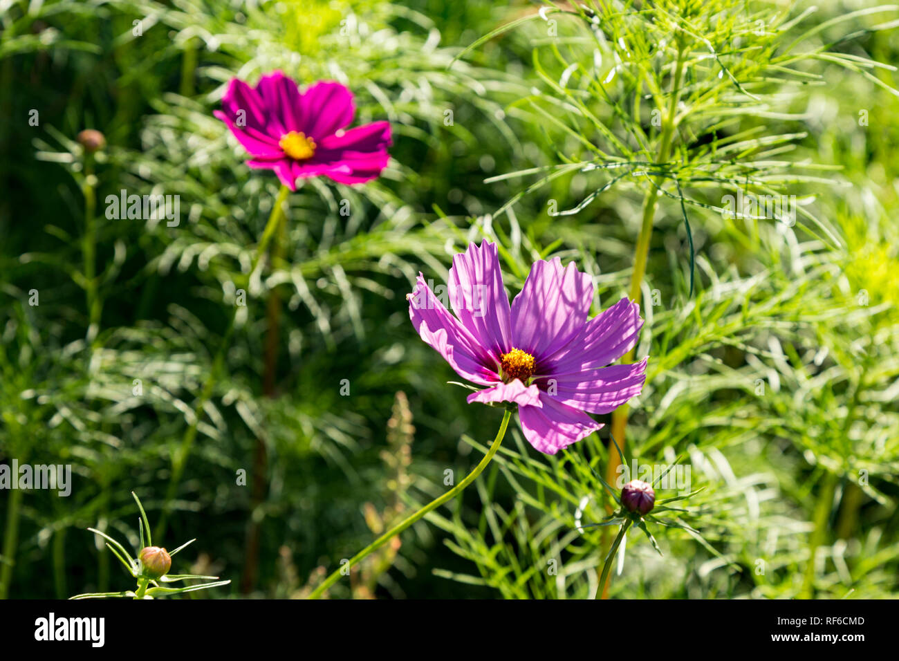 Beautiful pink meadow flowers hi-res stock photography and images - Alamy