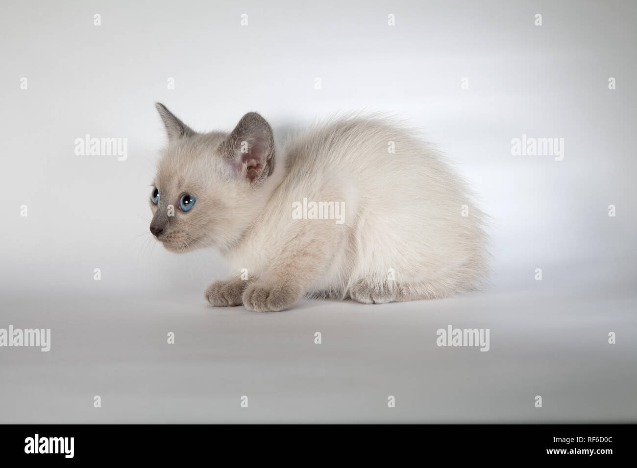 An siamese cat on a white background, kitty Stock Photo - Alamy