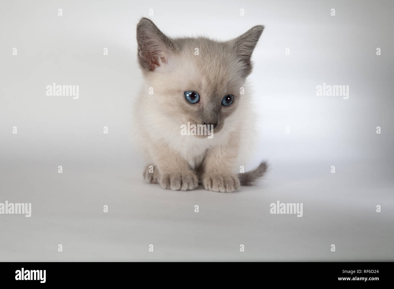 An siamese cat on a white background, kitty Stock Photo - Alamy