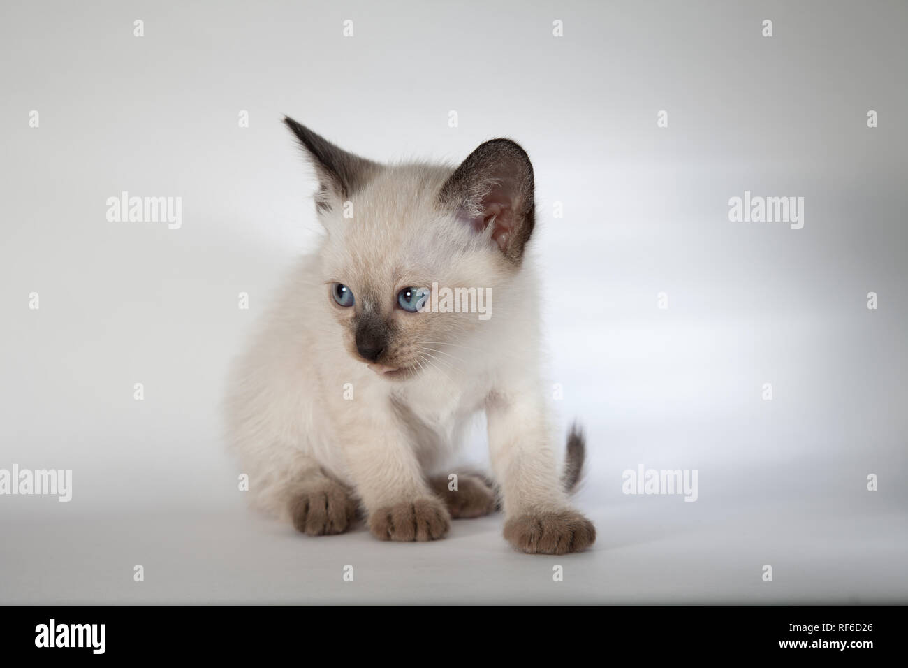 An siamese cat on a white background, kitty Stock Photo - Alamy