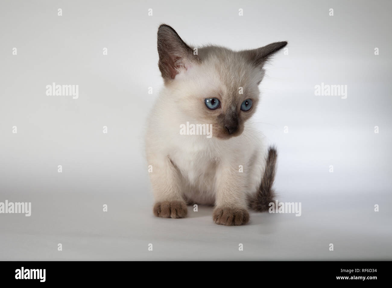 An siamese cat on a white background, kitty Stock Photo - Alamy