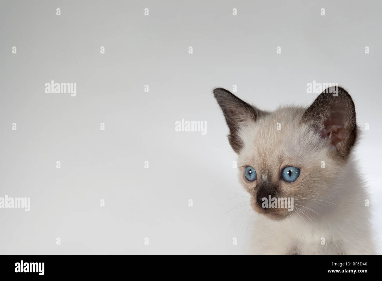 An siamese cat on a white background, kitty Stock Photo - Alamy
