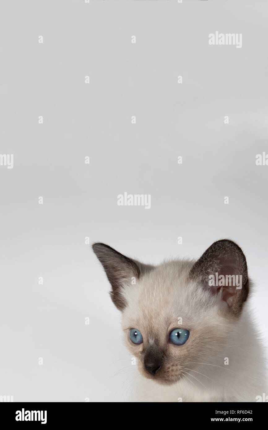 An siamese cat on a white background, kitty Stock Photo - Alamy
