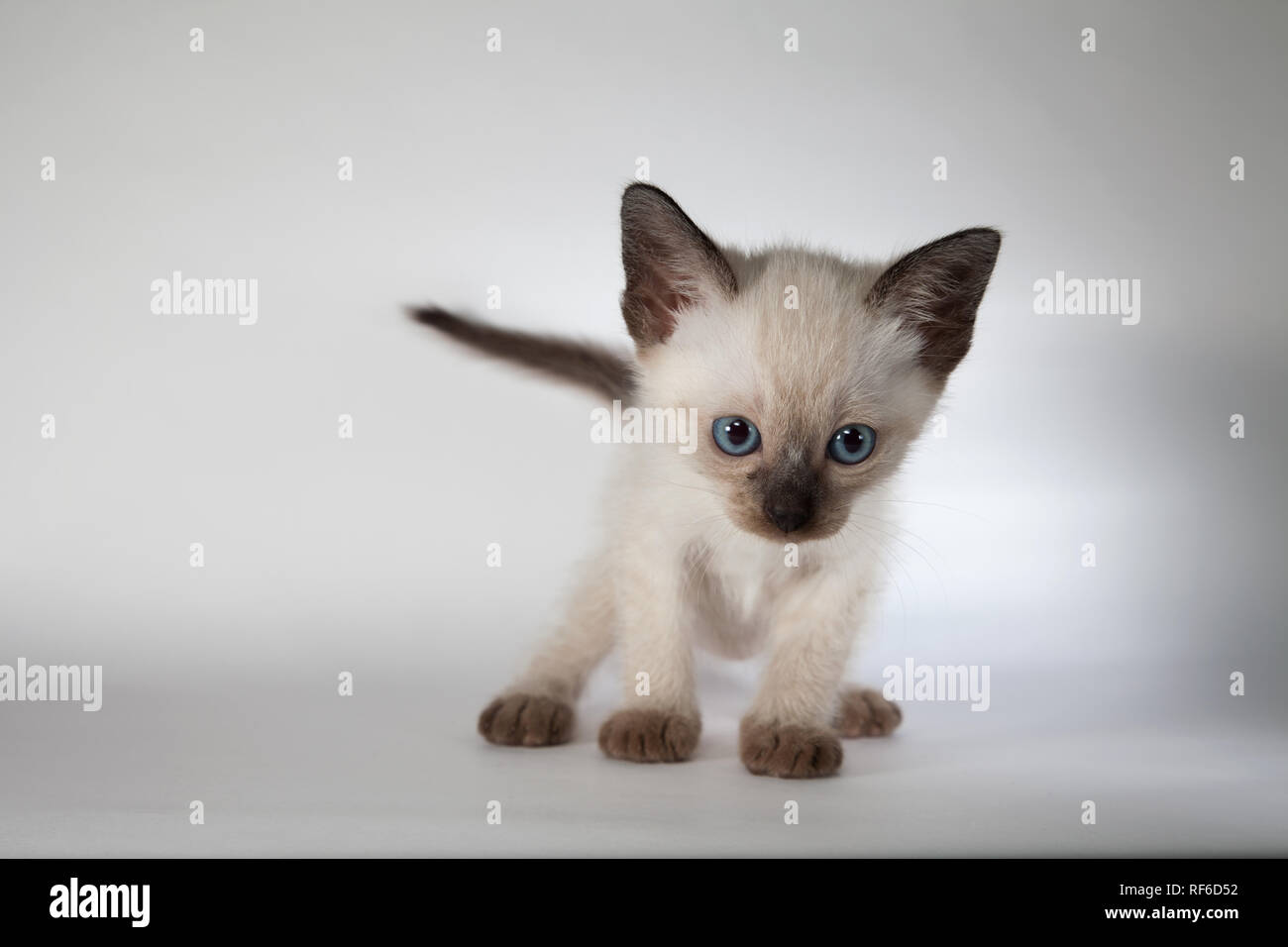 An siamese cat on a white background, kitty Stock Photo - Alamy