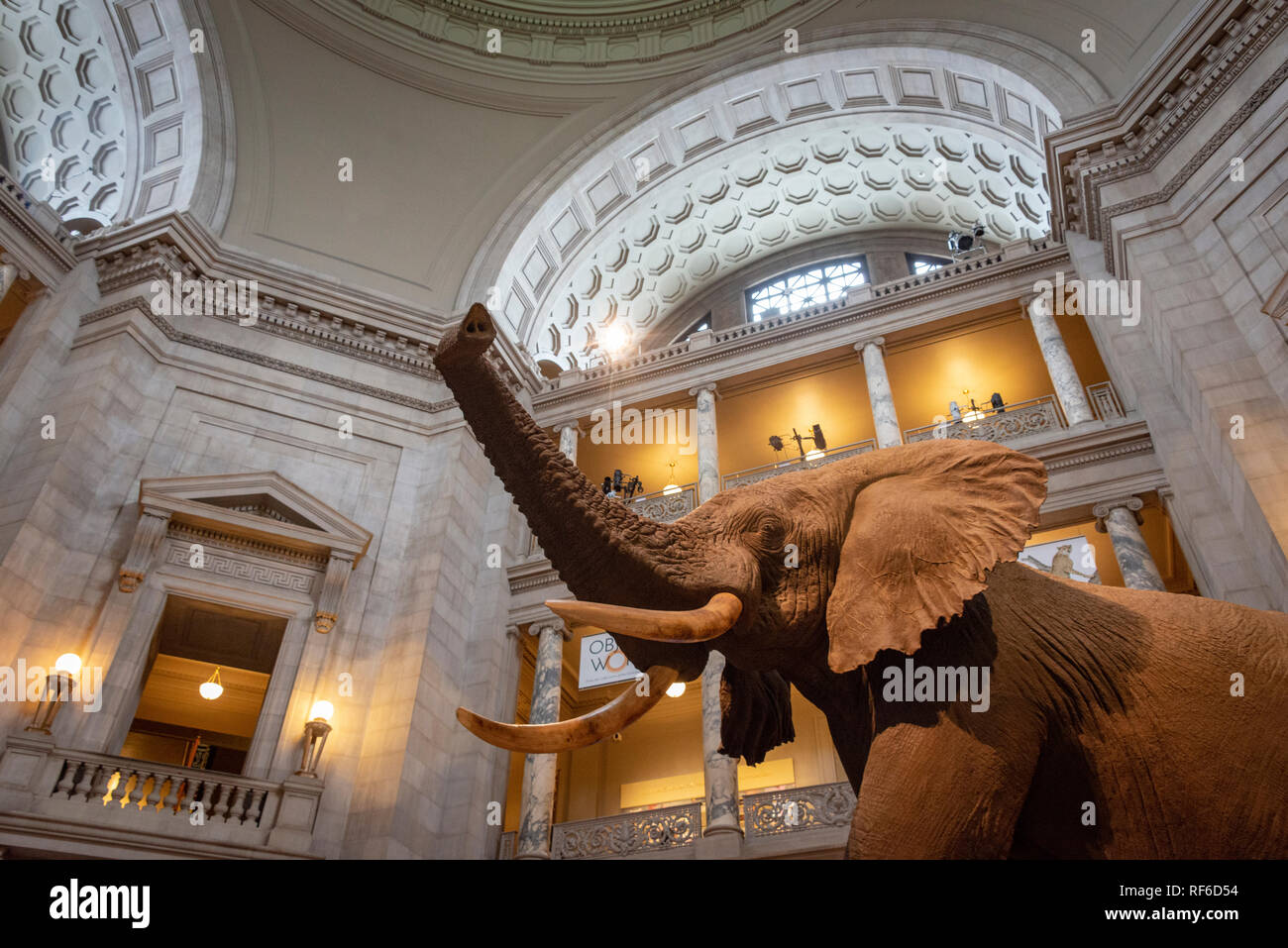 The entrance foyer of the Smithsonian National Museum of Natural History, Washington DC USA ...