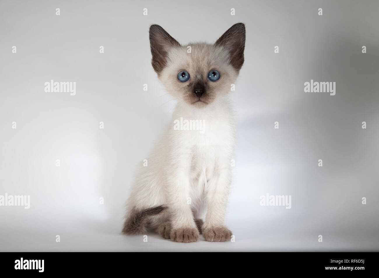 An siamese cat on a white background, kitty Stock Photo - Alamy