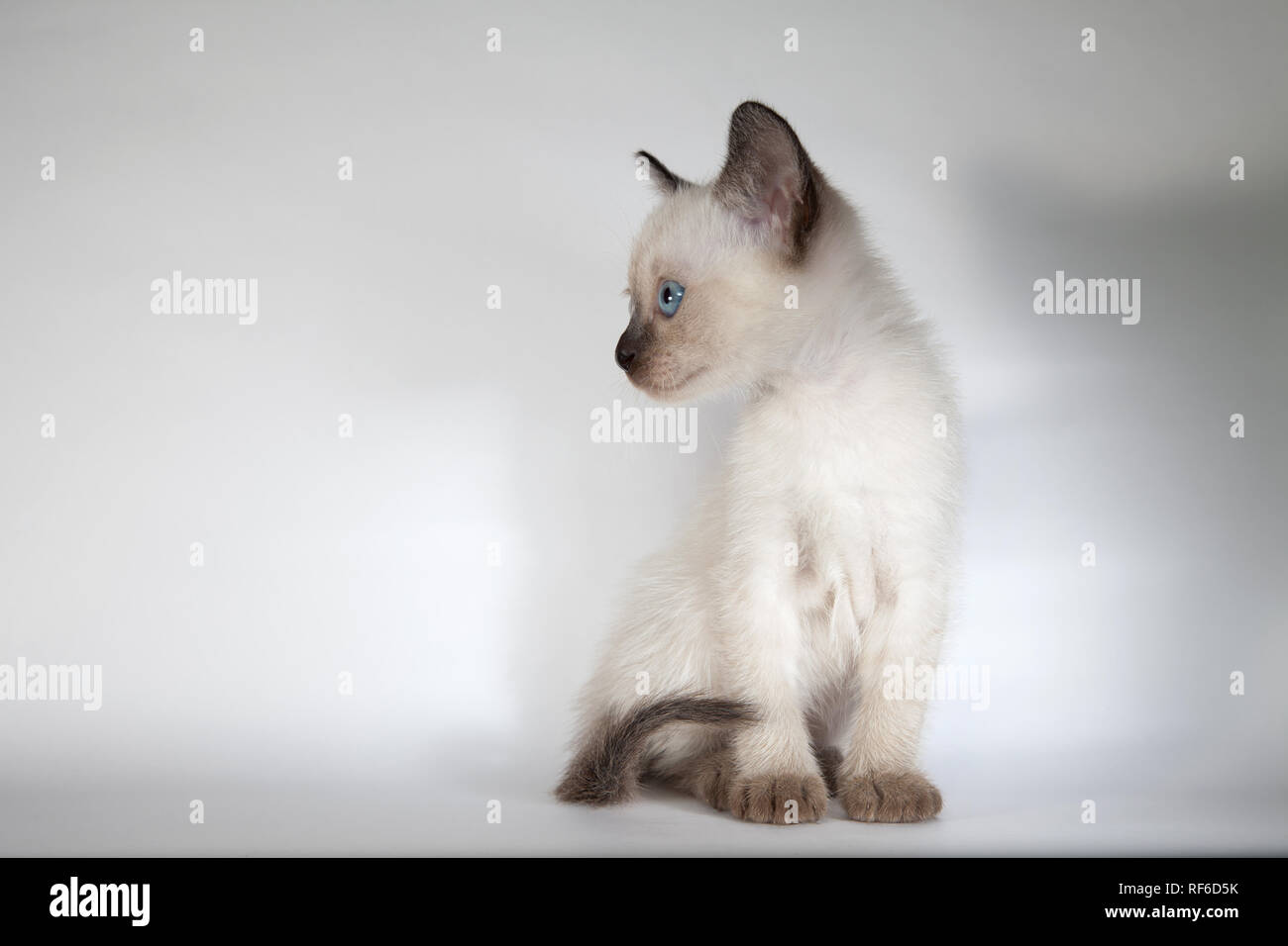 An siamese cat on a white background, kitty Stock Photo - Alamy