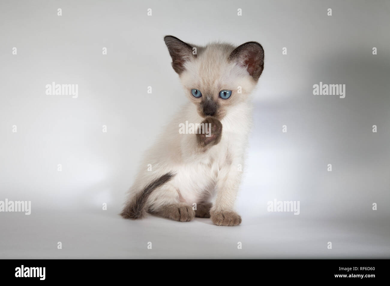 An siamese cat on a white background, kitty Stock Photo - Alamy