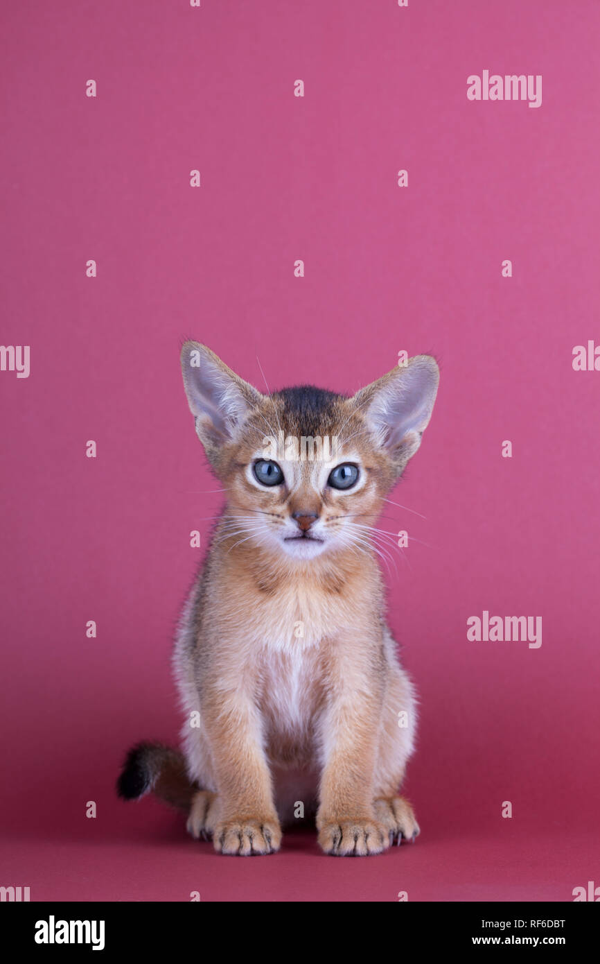 An little abyssinian ruddy cat, kitty on a pink background Stock Photo ...