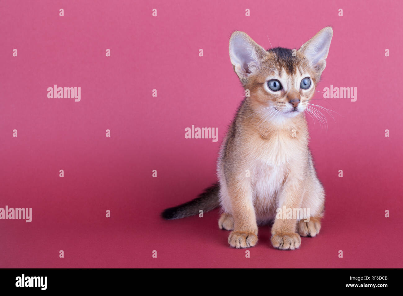 An little abyssinian ruddy cat, kitty on a pink background Stock Photo ...