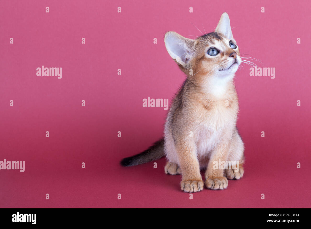 An little abyssinian ruddy cat, kitty on a pink background Stock Photo ...