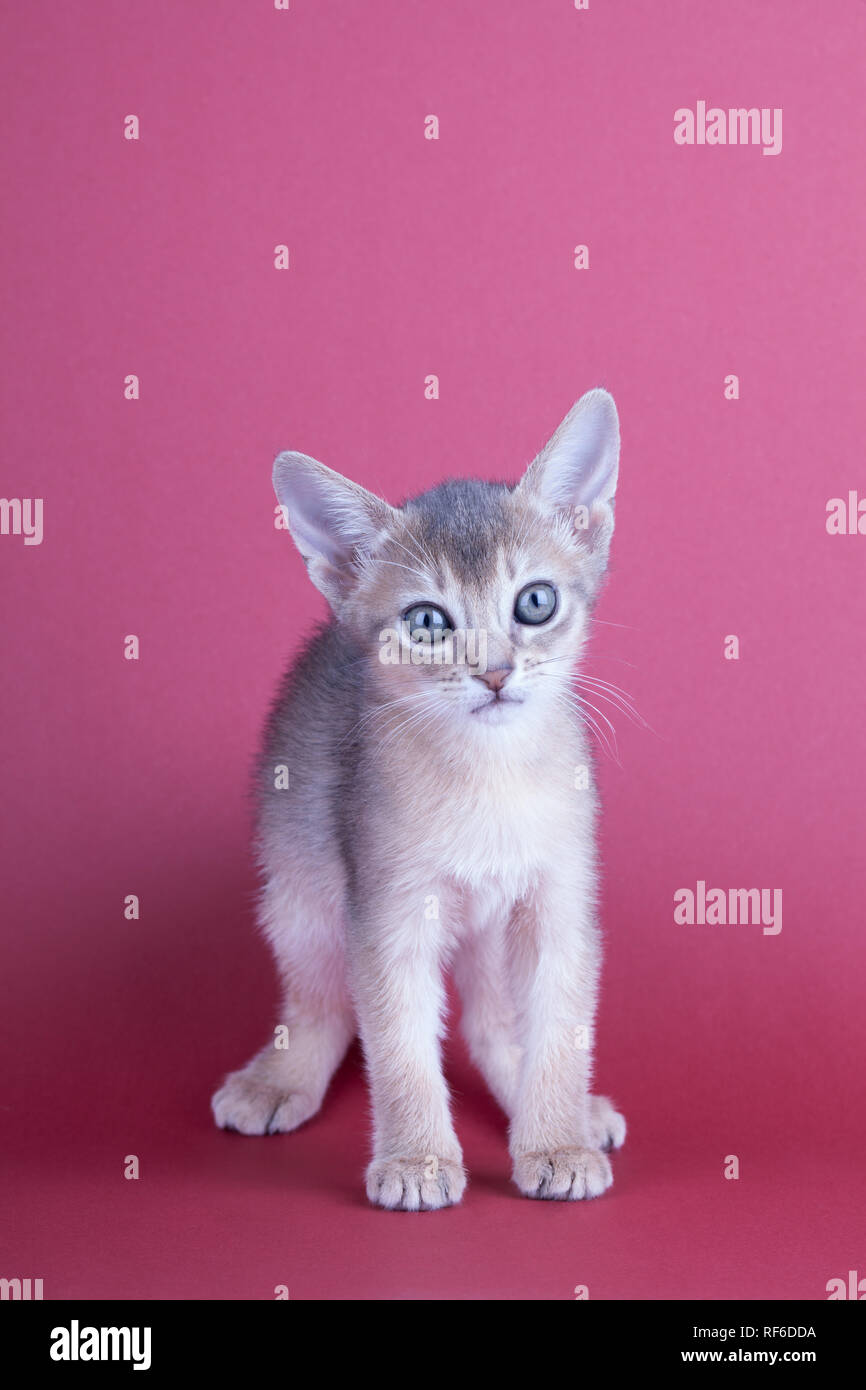 An little abyssinian blue cat, kitty on a pink background Stock Photo ...