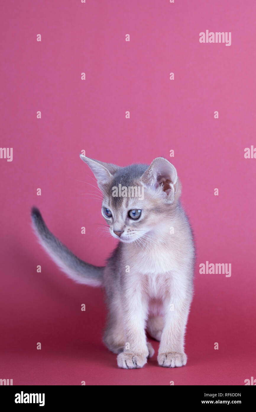 An little abyssinian blue cat, kitty on a pink background Stock Photo ...