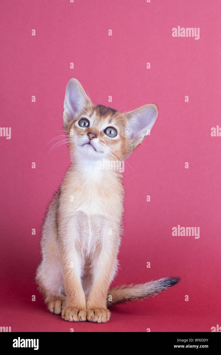 An little abyssinian ruddy cat, kitty on a pink background Stock Photo ...