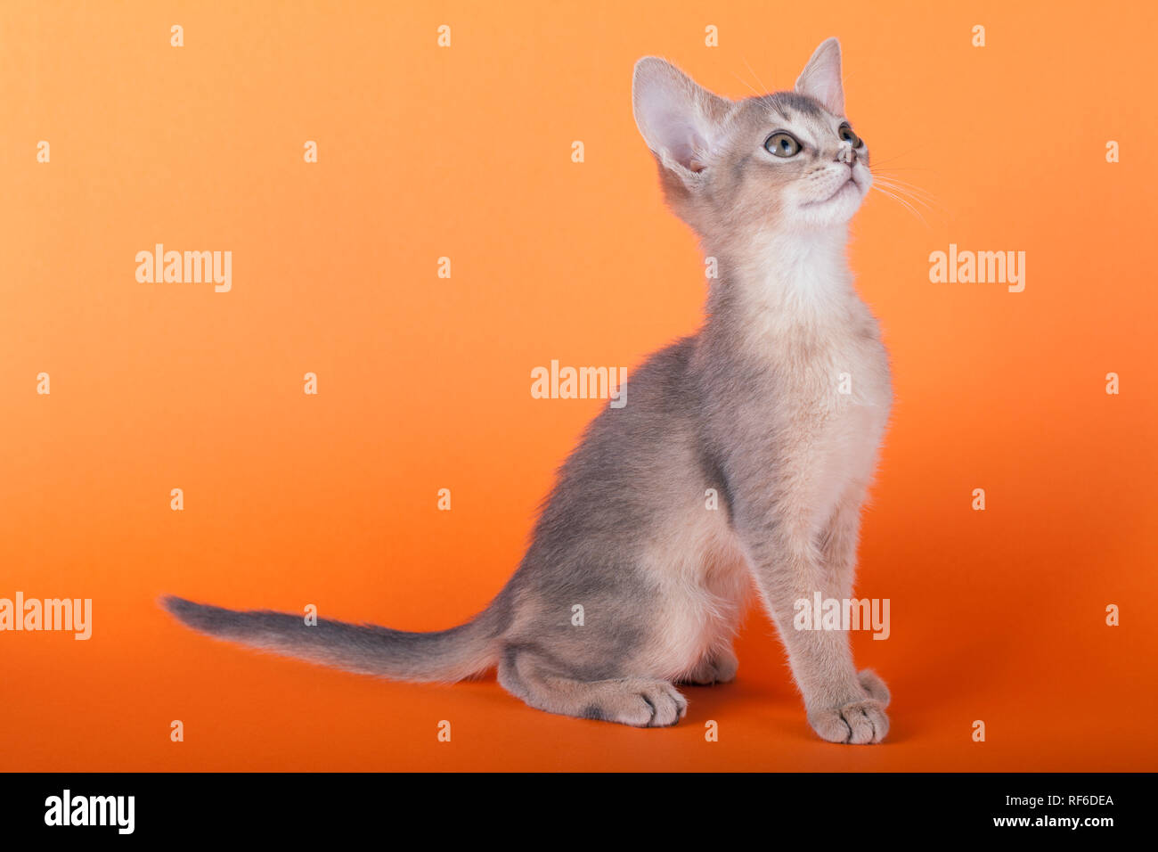 An little abyssinian blue cat, kitty on a orange background Stock Photo ...