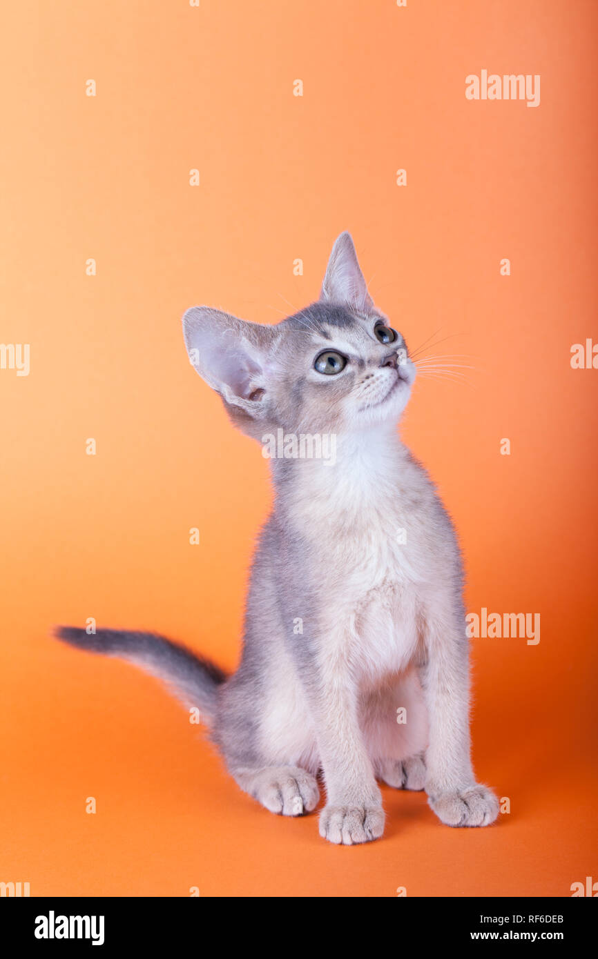 An little abyssinian blue cat, kitty on a orange background Stock Photo ...