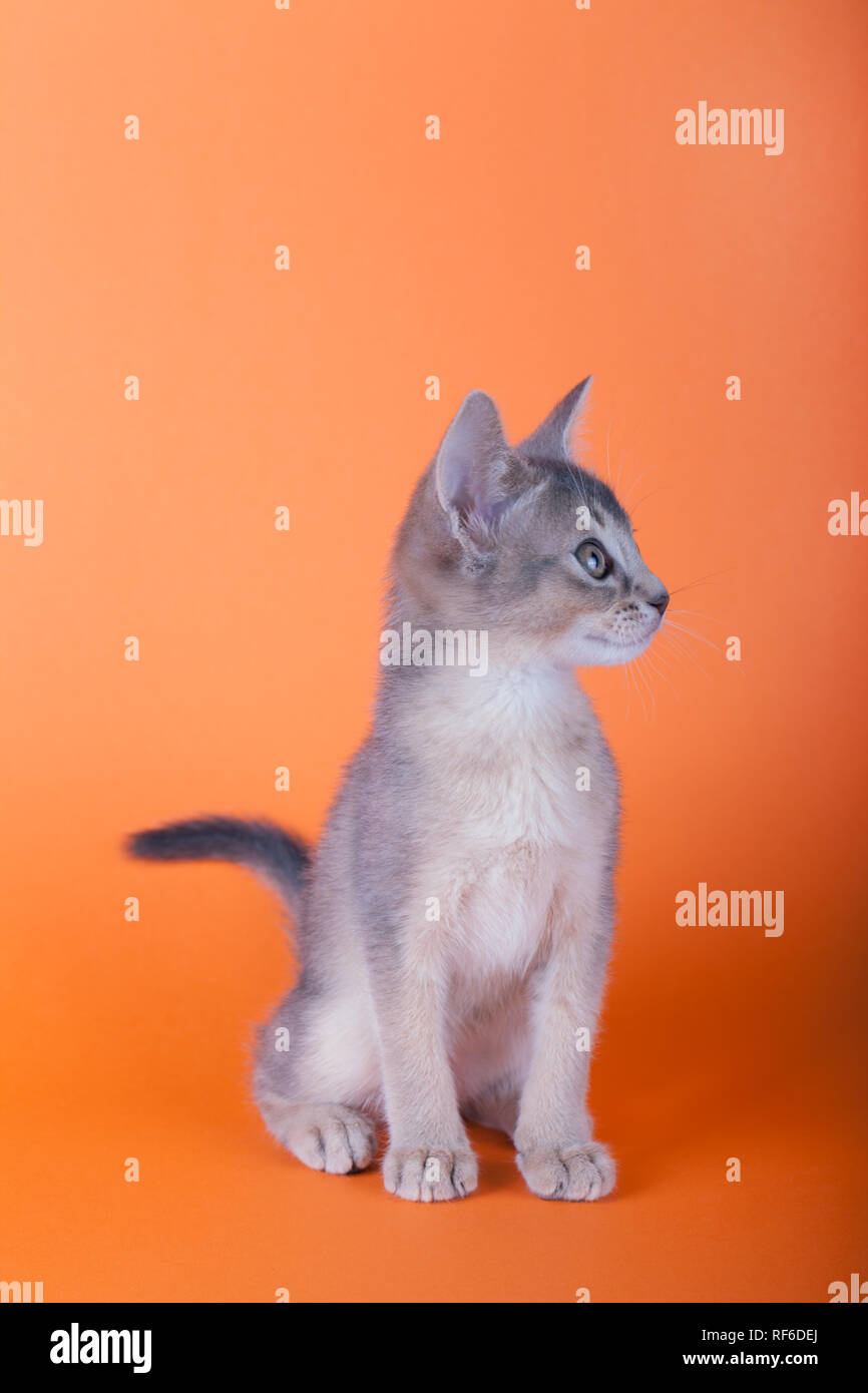 An little abyssinian blue cat, kitty on a orange background Stock Photo ...