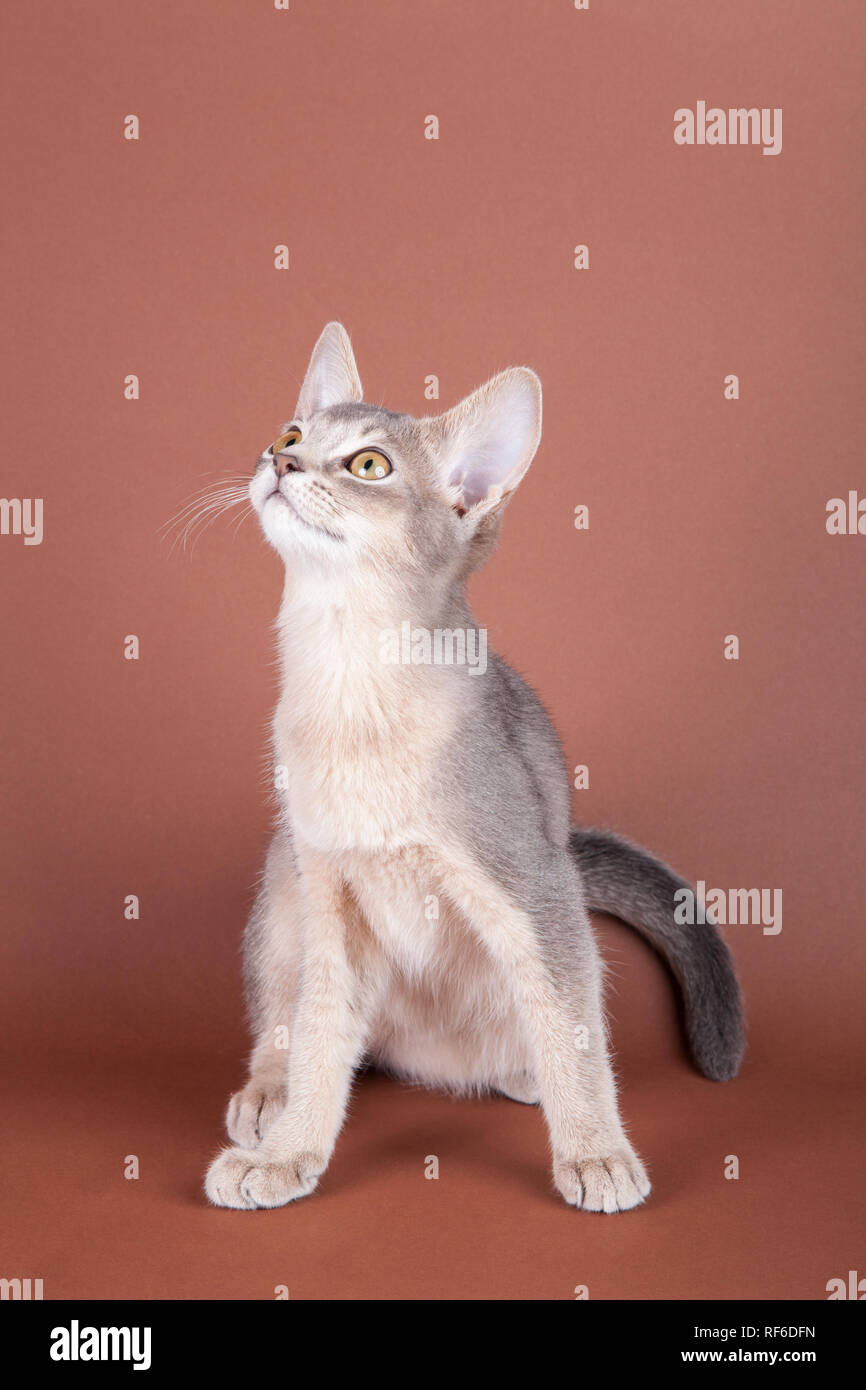 An little abyssinian blue cat, kitty on a brown background Stock Photo ...