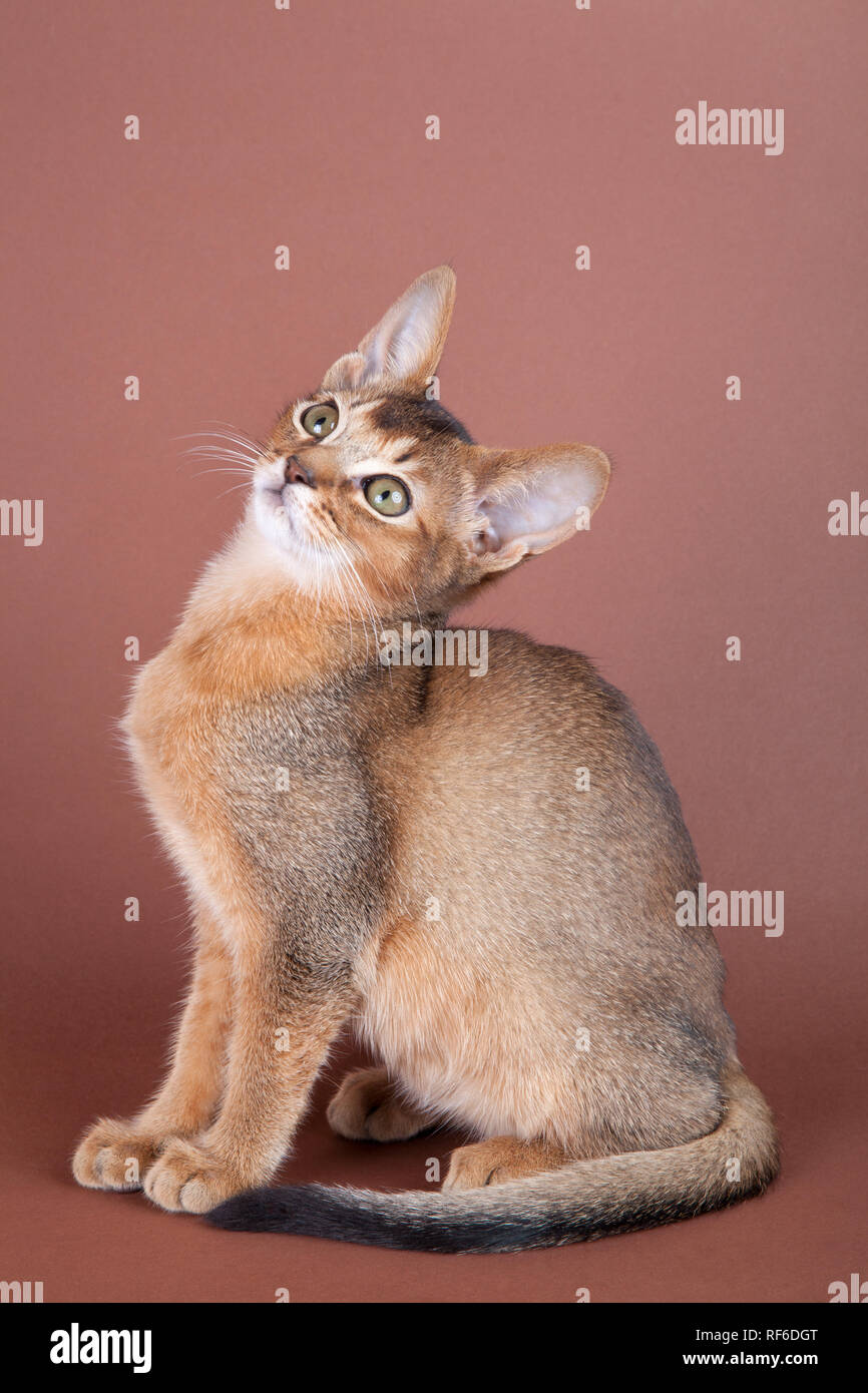 An little abyssinian ruddy cat, kitty on a brown background Stock Photo ...