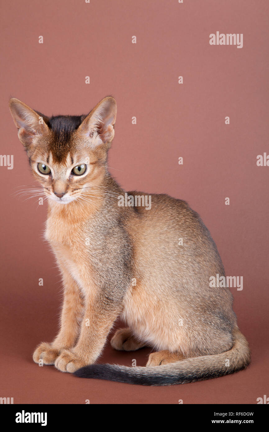An little abyssinian ruddy cat, kitty on a brown background Stock Photo ...