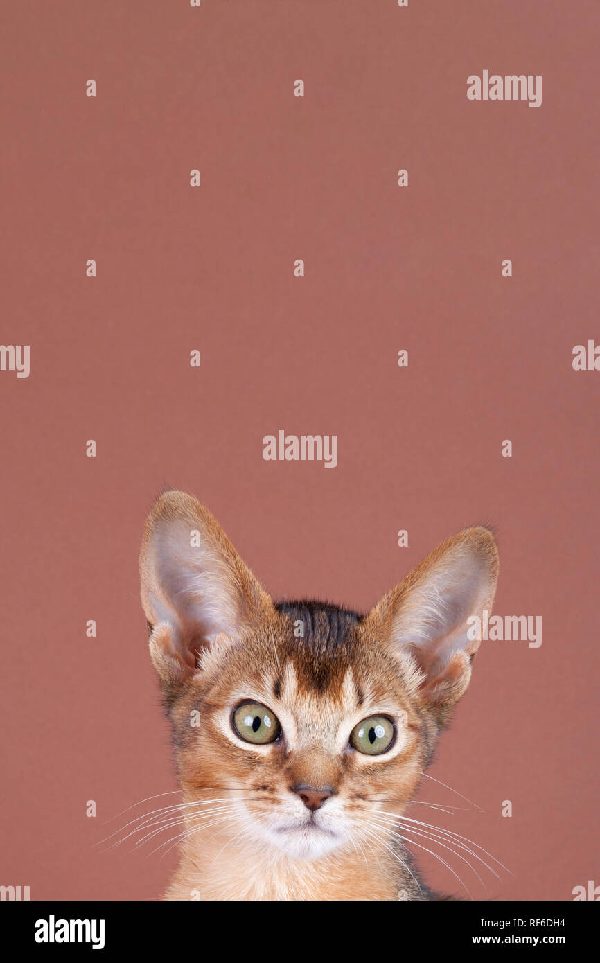 An little abyssinian ruddy cat, kitty on a brown background Stock Photo ...