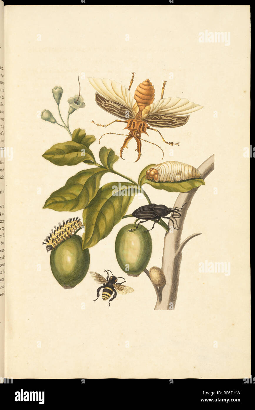 Suriname insects hi-res stock photography and images - Alamy