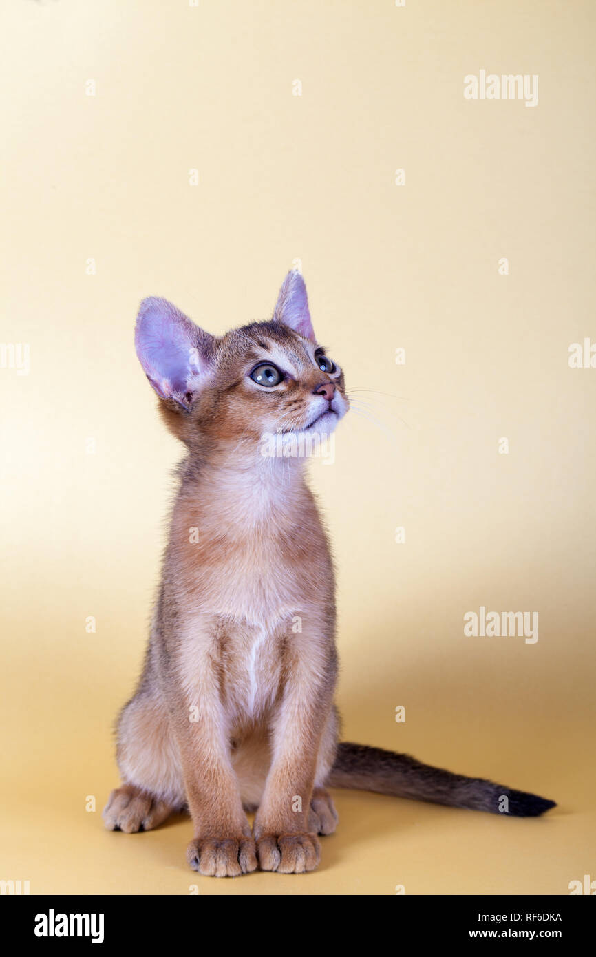 An little male abyssinian ruddy cat, kitty on a yellow background Stock ...