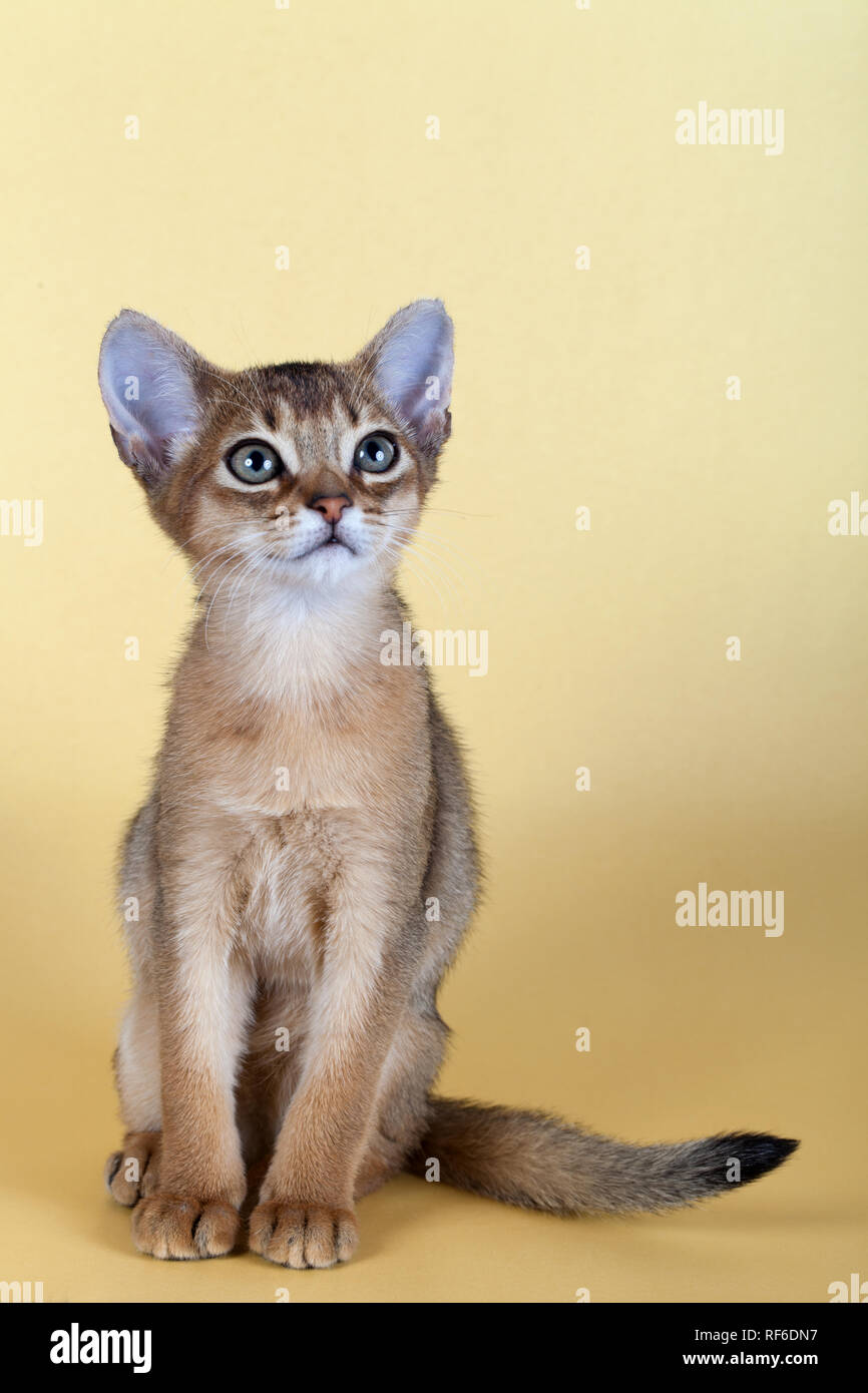 An little male abyssinian ruddy cat, kitty on a yellow background Stock ...