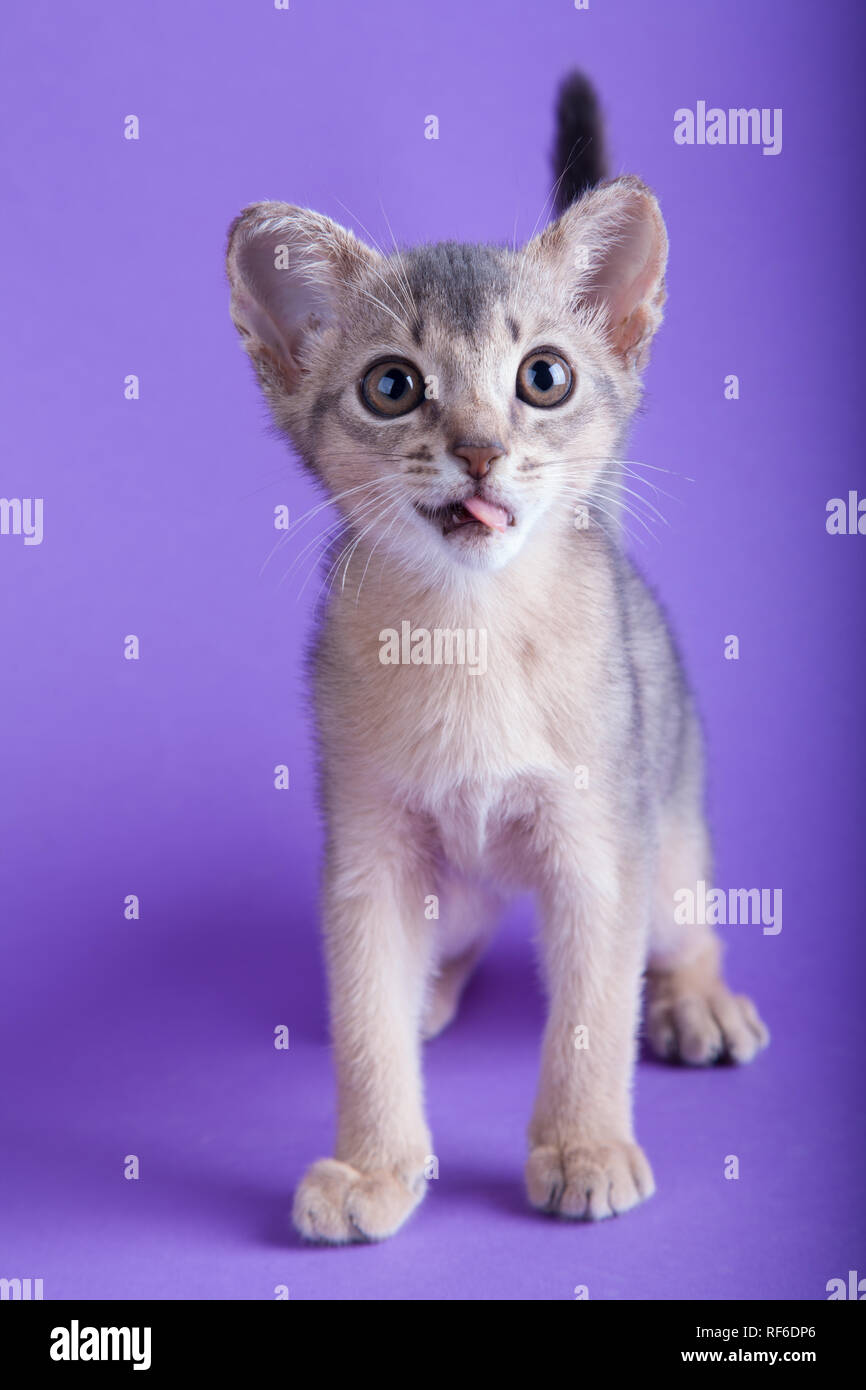 An little male abyssinian blue cat, kitty on a lilla background Stock ...