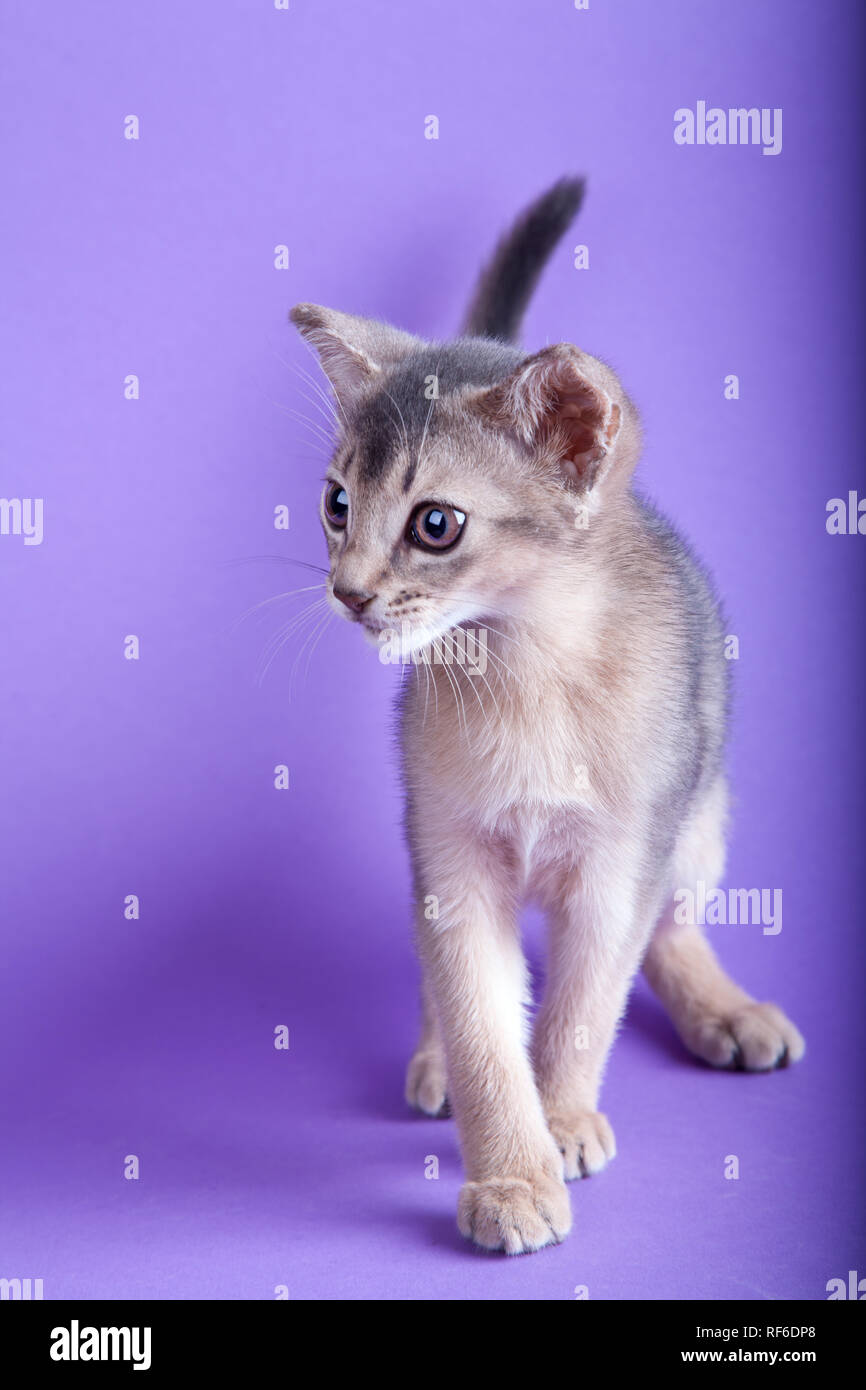 An little male abyssinian blue cat, kitty on a lilla background Stock ...