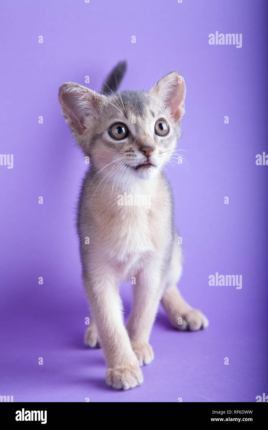 An little male abyssinian blue cat, kitty on a lilla background Stock ...