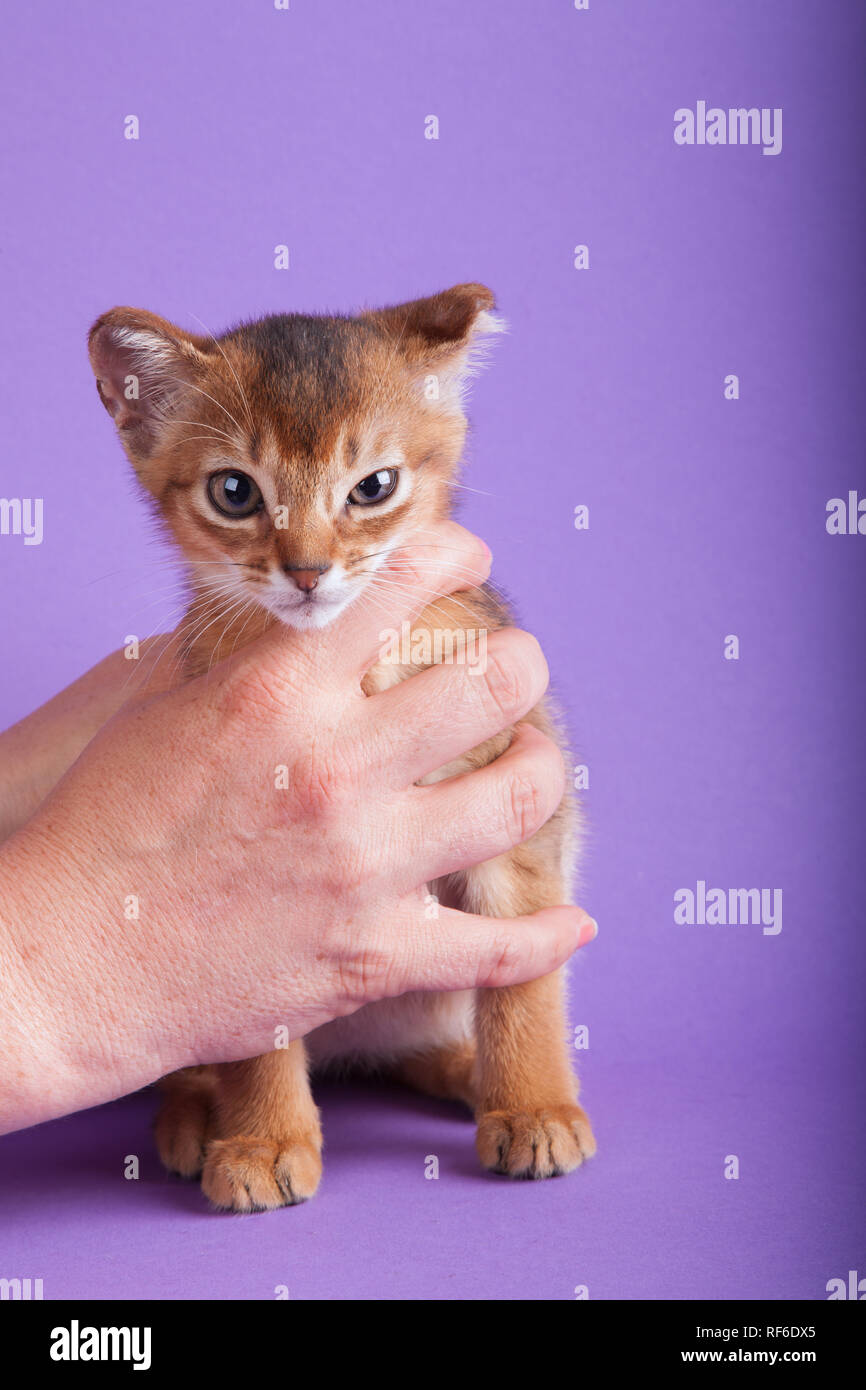 Hands holding abyssinian ruddy cat, kitty on a lilla background Stock ...