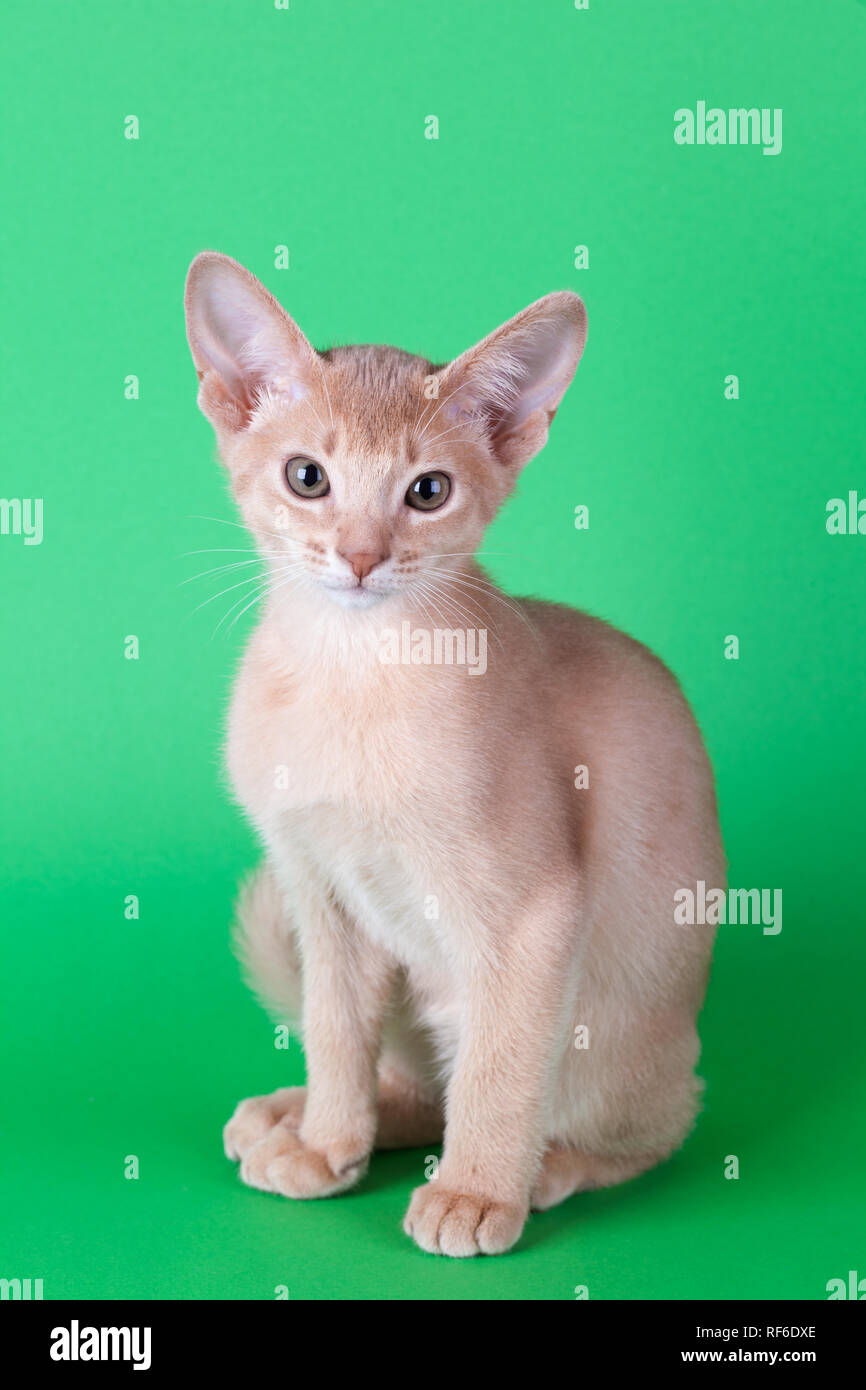 Fawn cat hi-res stock photography and images - Alamy